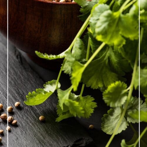 How Long Does Cilantro Last and How to Store - Wholesome Farmhouse Recipes