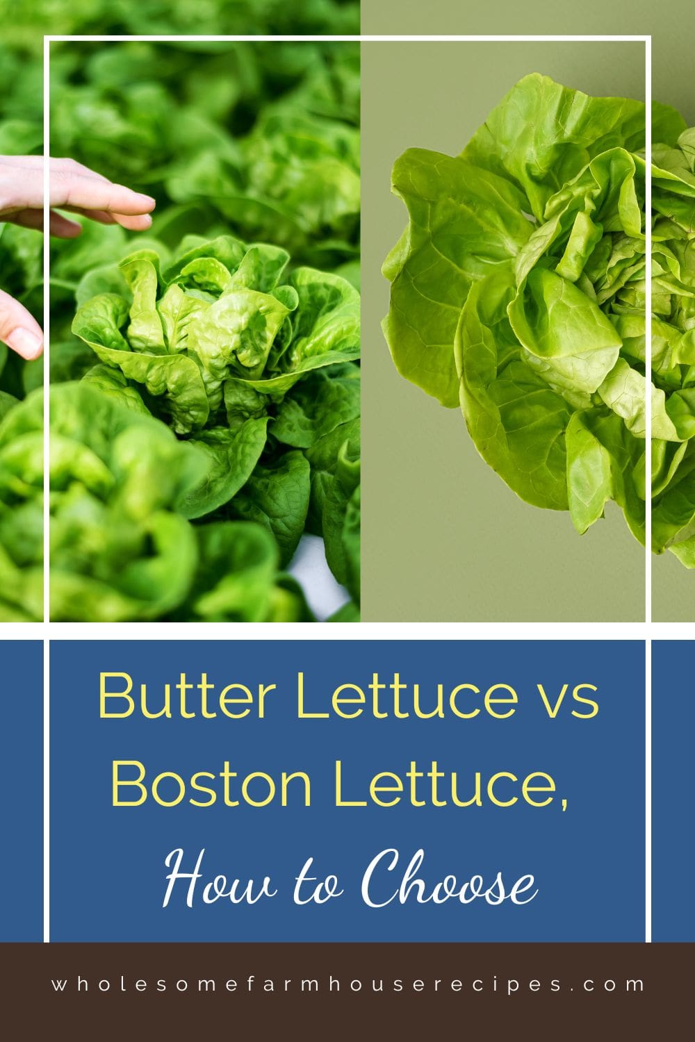 Butter Lettuce vs Boston Lettuce, How to Choose - Wholesome Farmhouse Recipes